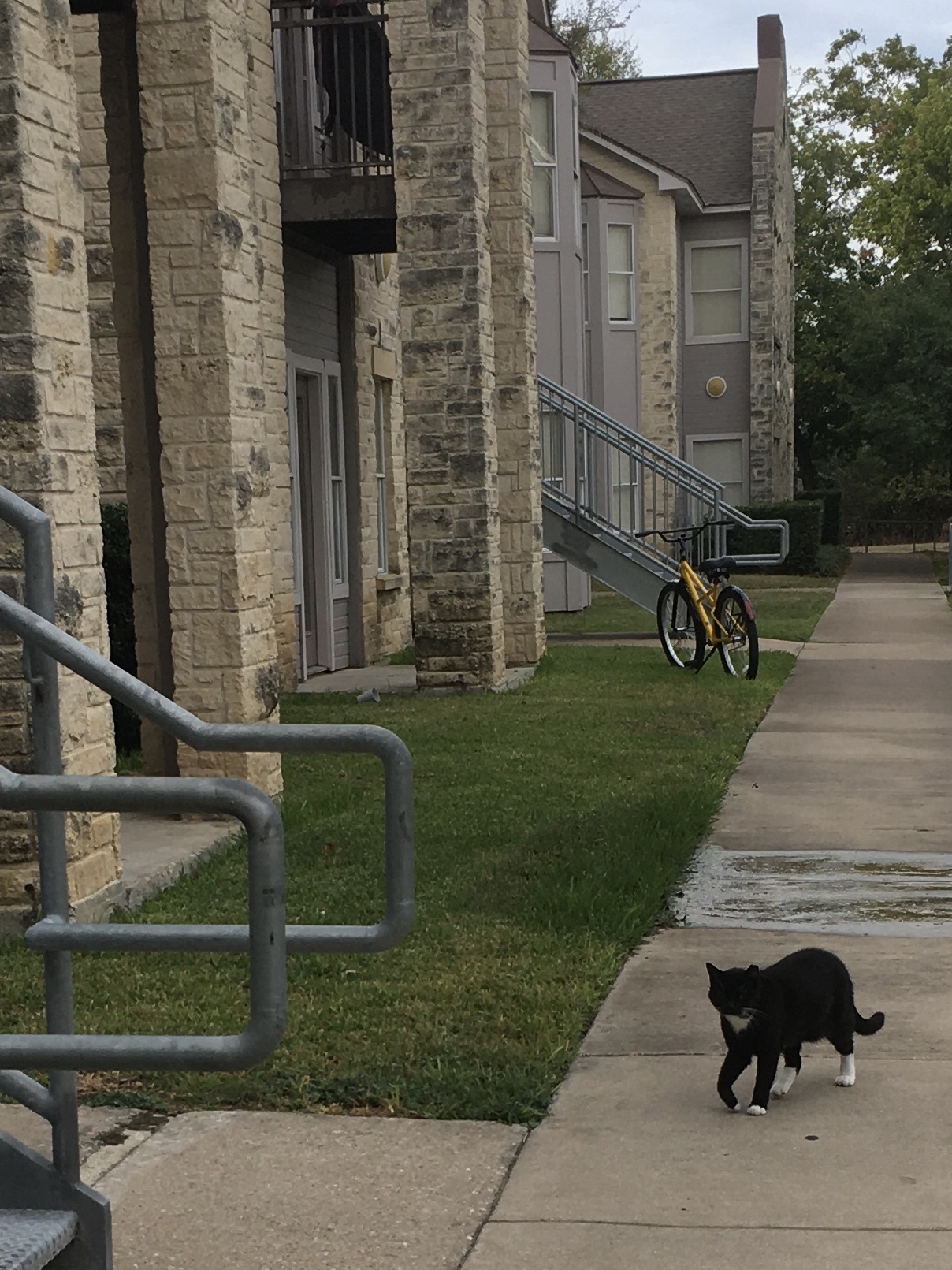 Beloved Campus Cat Mr. Socks Gone Missing – The Megaphone