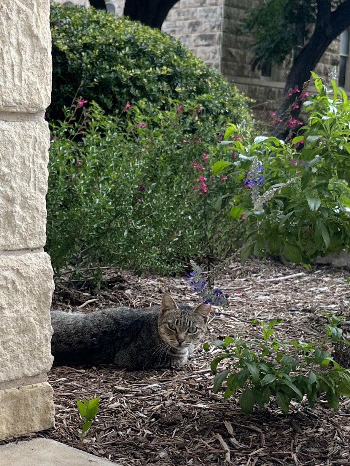 The Cats of SU and Georgetown Need You – The Megaphone