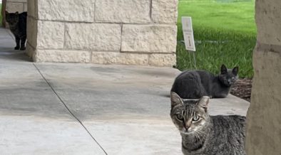 The Cats of SU and Georgetown Need You – The Megaphone